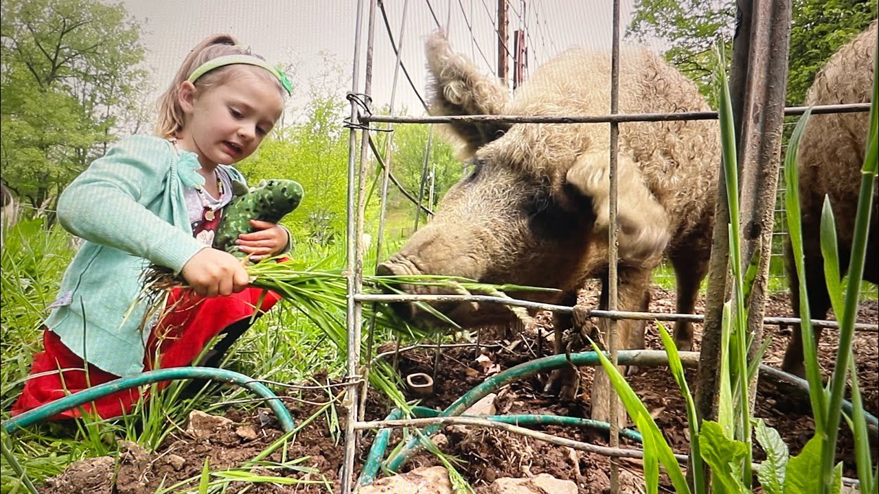 Building a Deep Bedding Pig Shelter from what we've got! - YouTube