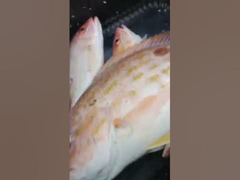 isdang mga NAHULI Namin sa Puerto...naka chamba Ng malaking isda... - YouTube