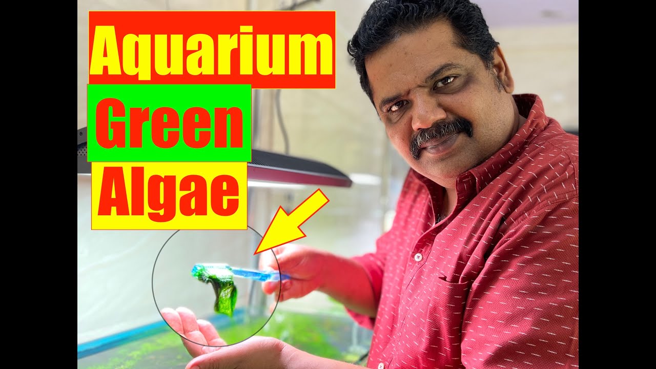 Aquarium Algae Control | Green Algae | Nature Aquarium Problems | Mayur ...