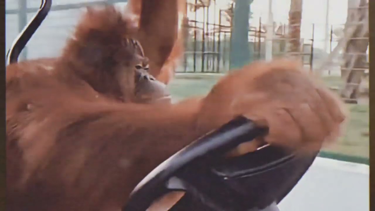 Monkey driving through Los Santos - YouTube
