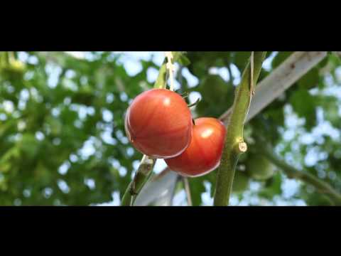BAKI İSTİXANA KOMBİNATI