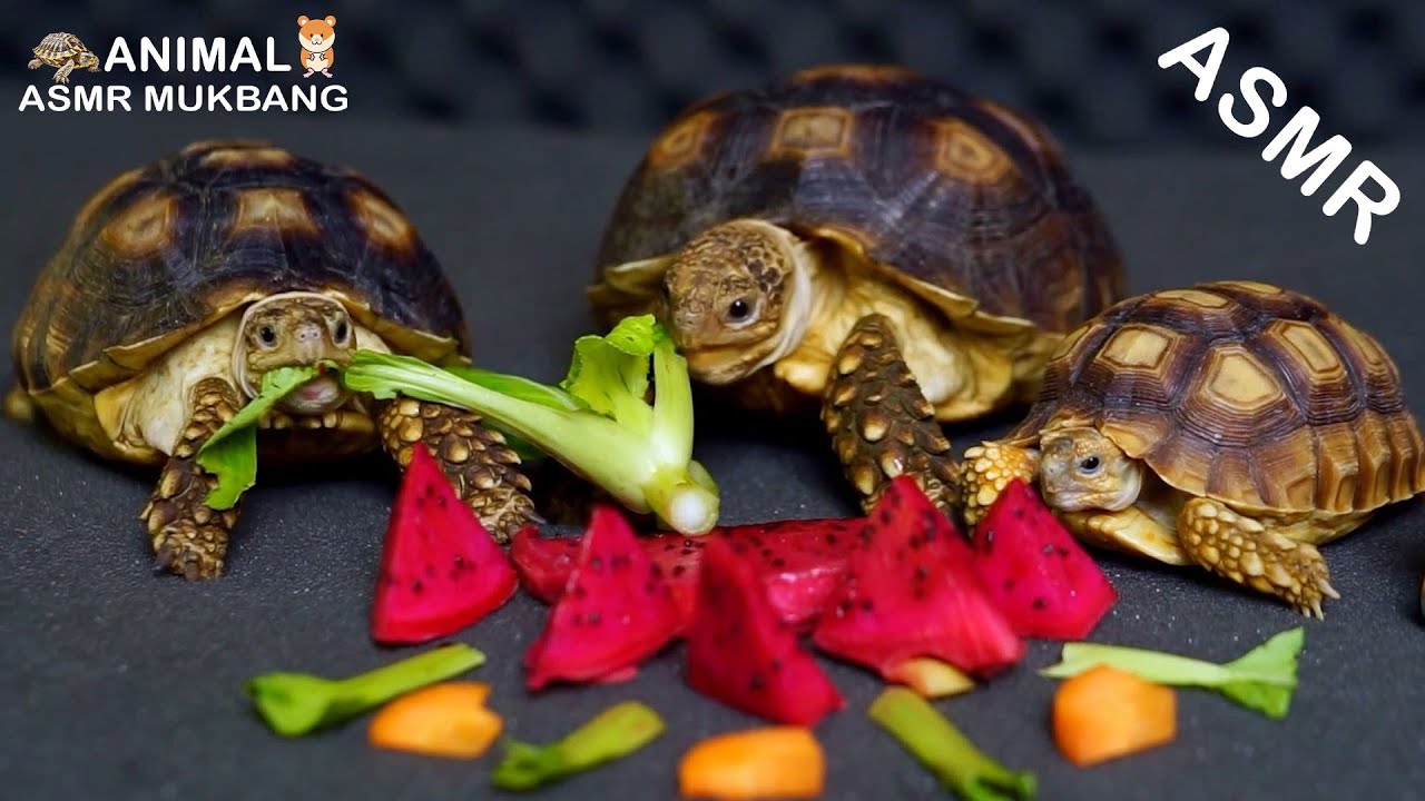 My cute 3 Brother Turtle/tortoise Eating very delicious Fruit/Vegetable ...