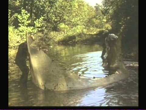 Endangered fish is making a comeback - YouTube