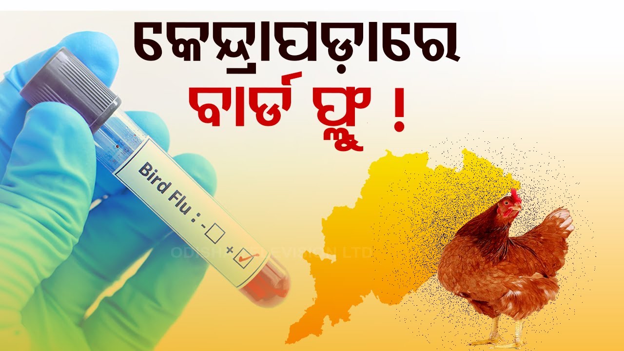 4 Bags of Dead Chickens Found Near Roadside in Kendrapara - YouTube