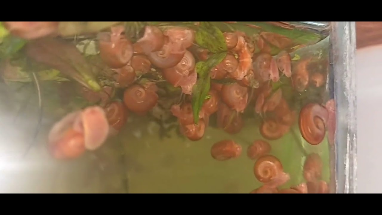 hundreds of red ramshorn snails after breeding 🐌🐌🐌🐌 #snailbreeding # ...