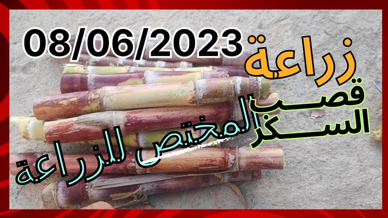 طريقة زراعة قصب السكر المختص للزراعة اسرار الزراعة Youtube