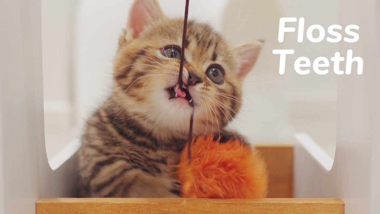 Baby Kitten Flossing Teeth - Day 49 @ Baby Kittens Day 1 to Day 100 ...