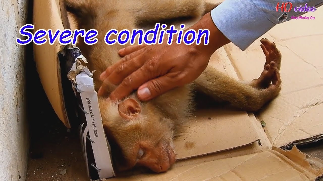 Million worry ! Poor abandon monkey look seriious condition | Cameraman ...