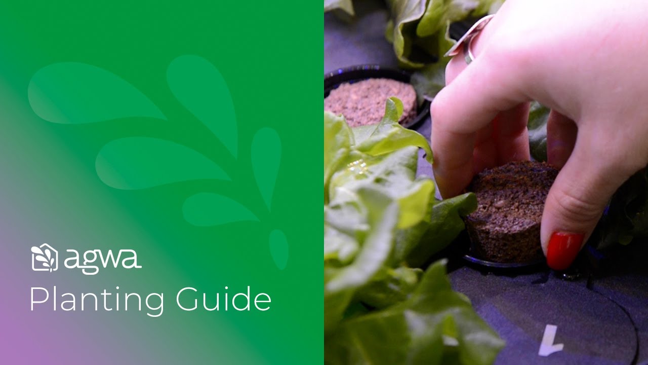 Agwa - Planting Guide - YouTube