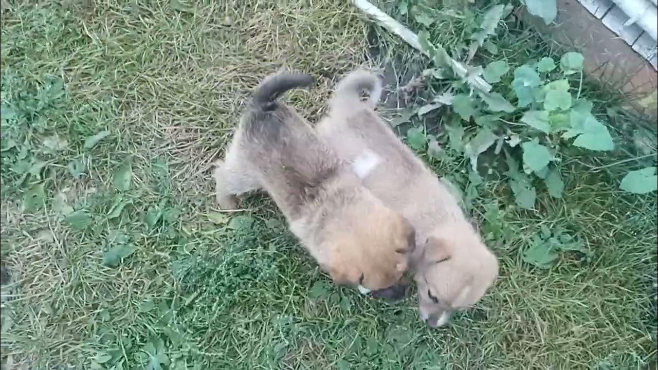 Песики - YouTube
