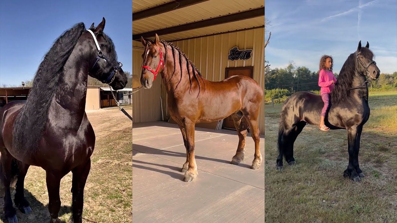 Brown Friesian Horses Health Awareness In Friesian Horses