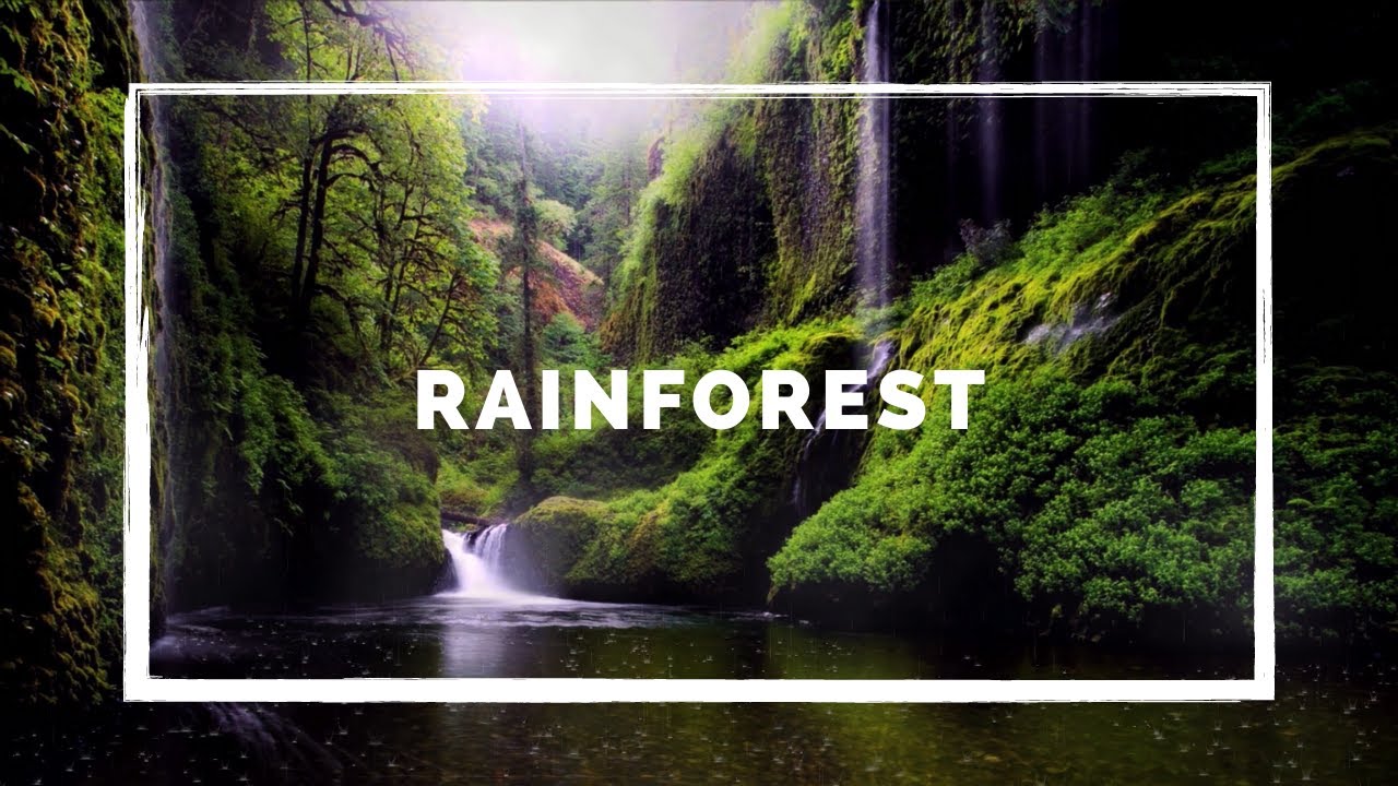 Beautiful Relaxing Rainforest - Zen / Chill / Stress Relief / Sleep ...