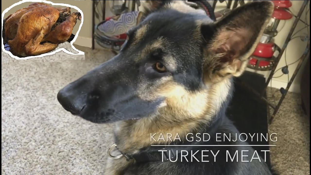 German Shepherd 1st THANKSGIVING Turkey GSD Puppy Kara Batilo 11242016 ...