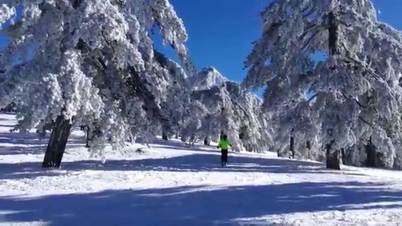 Sled Dogs Snowskates Skiing, Troodos Cyprus - YouTube