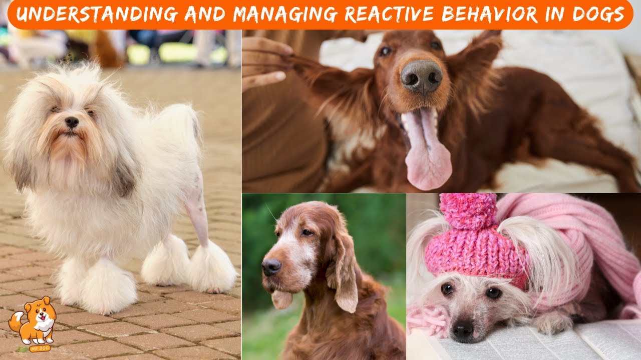 Understanding and Managing Reactive Behavior in Dogs | V152 | Dogs ...