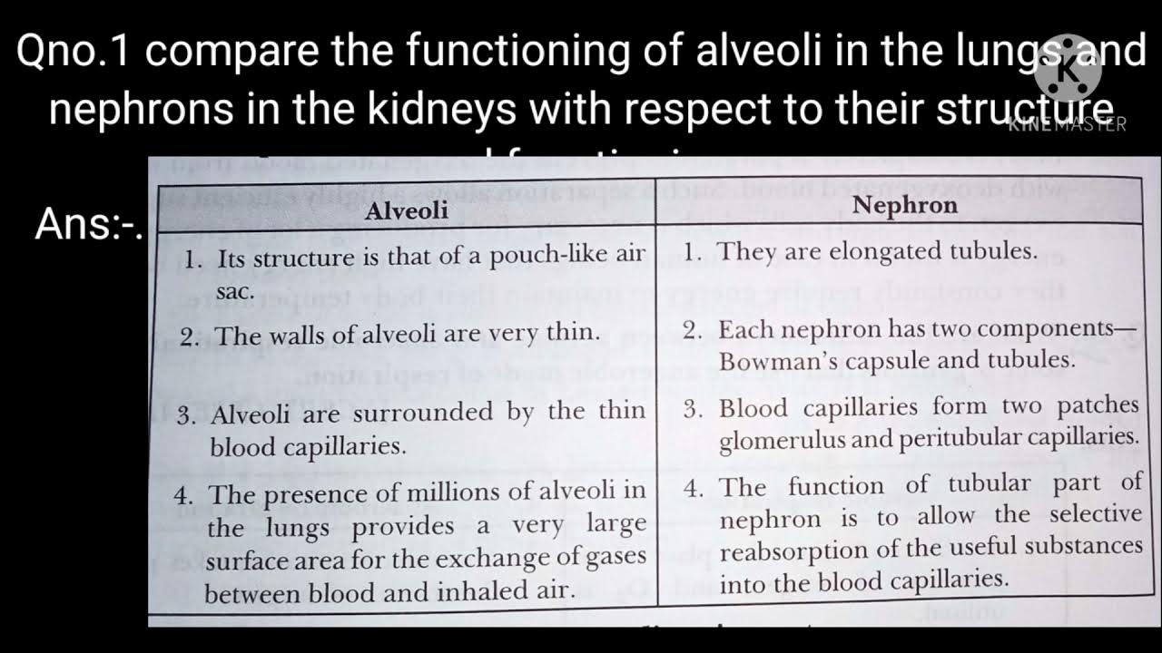 Compare The Functioning Of Alveoli In The Lungs And Nephrons In The compare-the-functioning-of-alveoli-in-the-lungs-and-nephrons-in-the