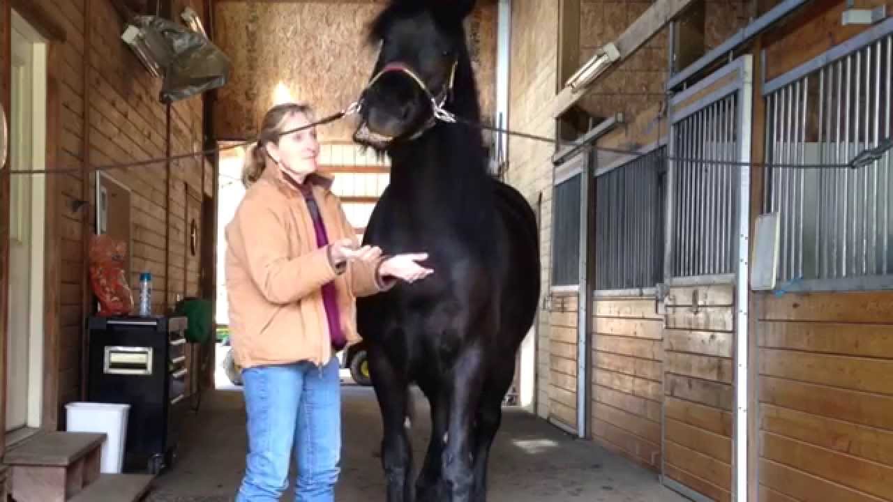 The Light Within Energy Medicine(TM), Assist grieving mare after breech ...