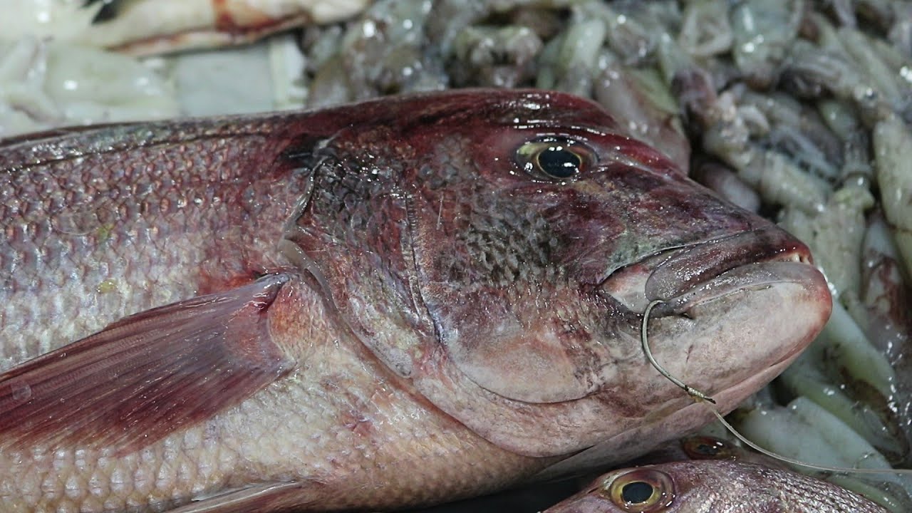 GIANT BREAM Inside Bones Removal From the Back - YouTube