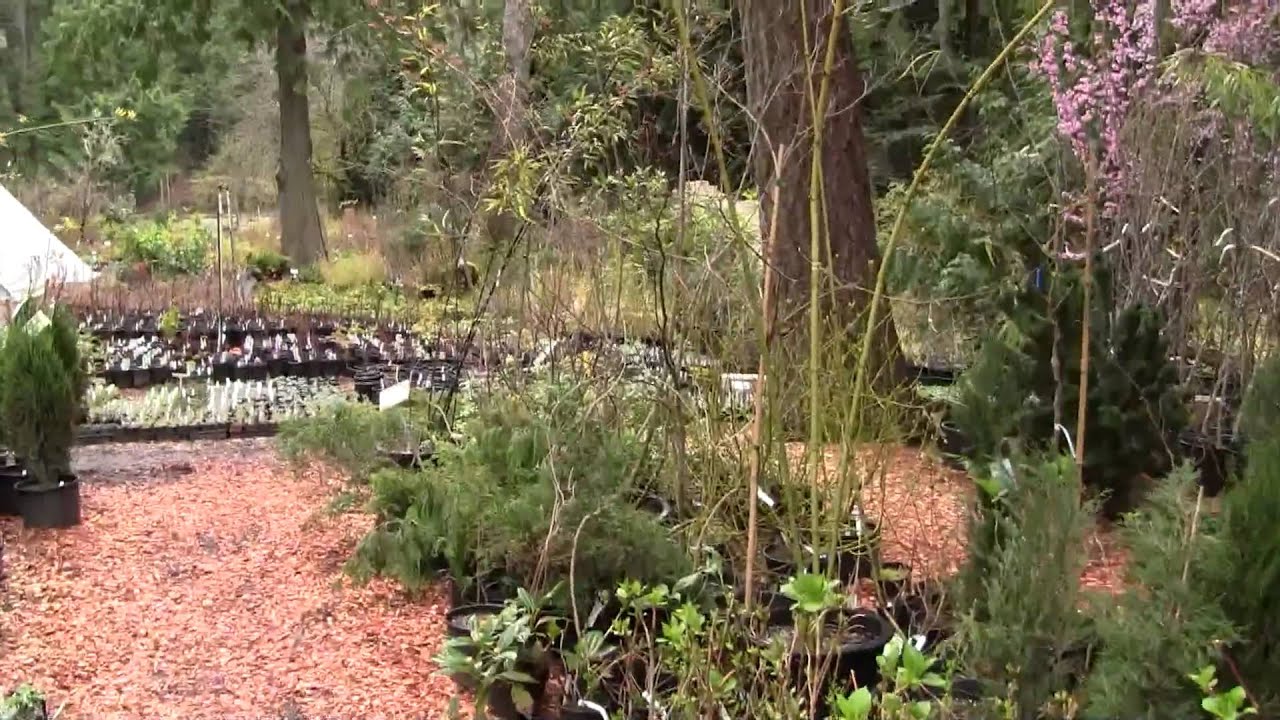 Fraser Thimble farm on the Salt Spring Island Blossom festival 2011 ...