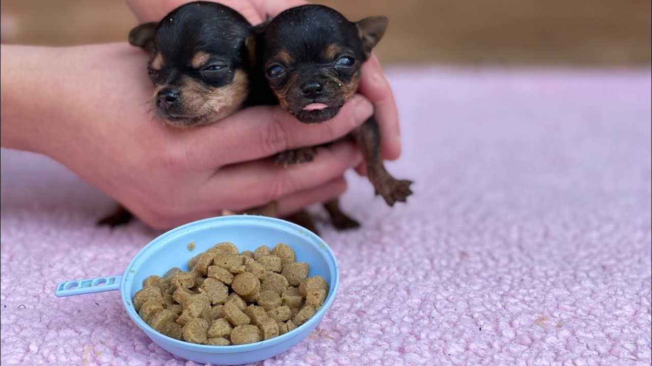 Comida Natural para Pet, batata doce para cao, Desmamando os Filhotes ...
