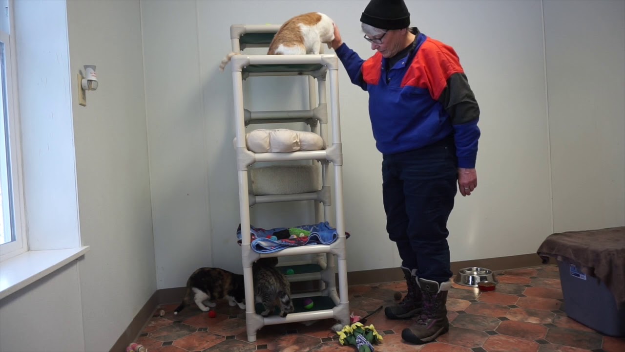 Room 5 cats: Dottie, Riot, a little Callie, a little Marcellus 1-4-18 ...