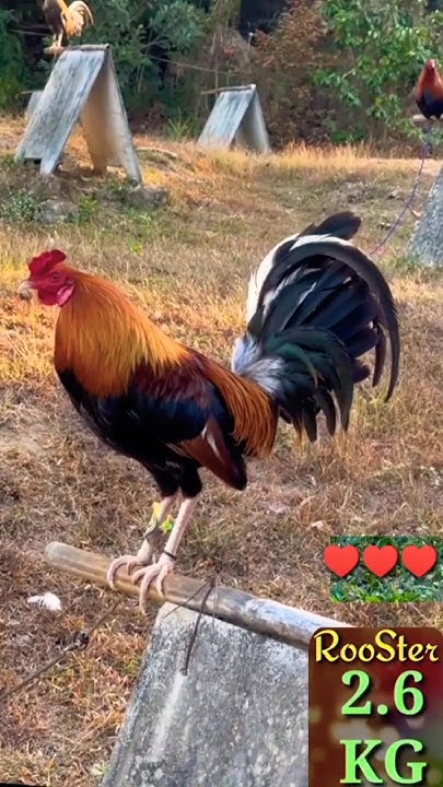 Beautiful cock breeds A:1030 ️♥️ - YouTube