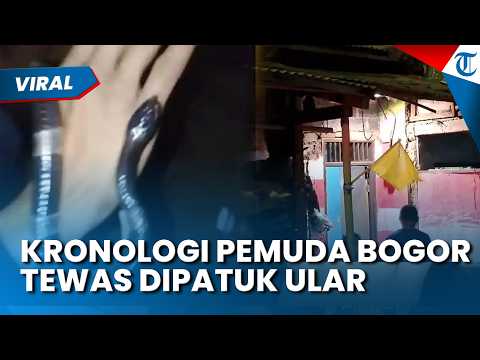 KRONOLOGI TRAGIS PEMUDA BOGOR Tewas usai Main-main dengan Ular Weling Berbisa Mematikan