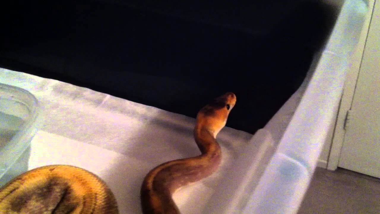 Pumpkin Champagne Ball Python - YouTube