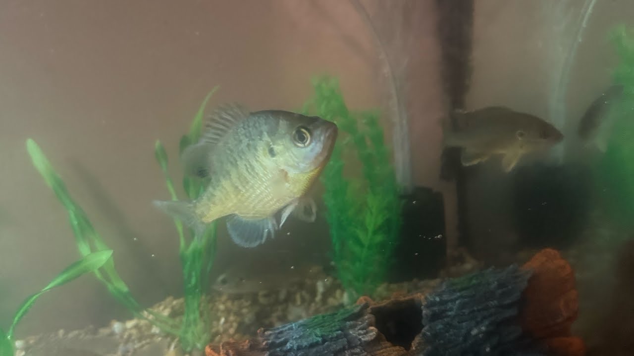 Best method to put bluegills in a aquarium (must watch) - YouTube