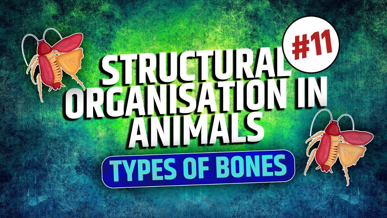 #11-Types of Bones |Skeletal Connective Tissues |Structural ...