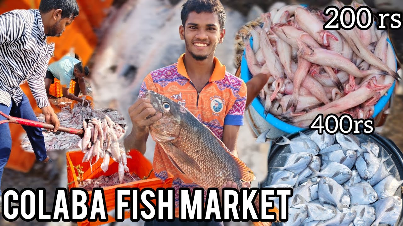 Colaba fish Market । कुलाबा येथील मासळी बाजार। Sassoon dock fish market ...