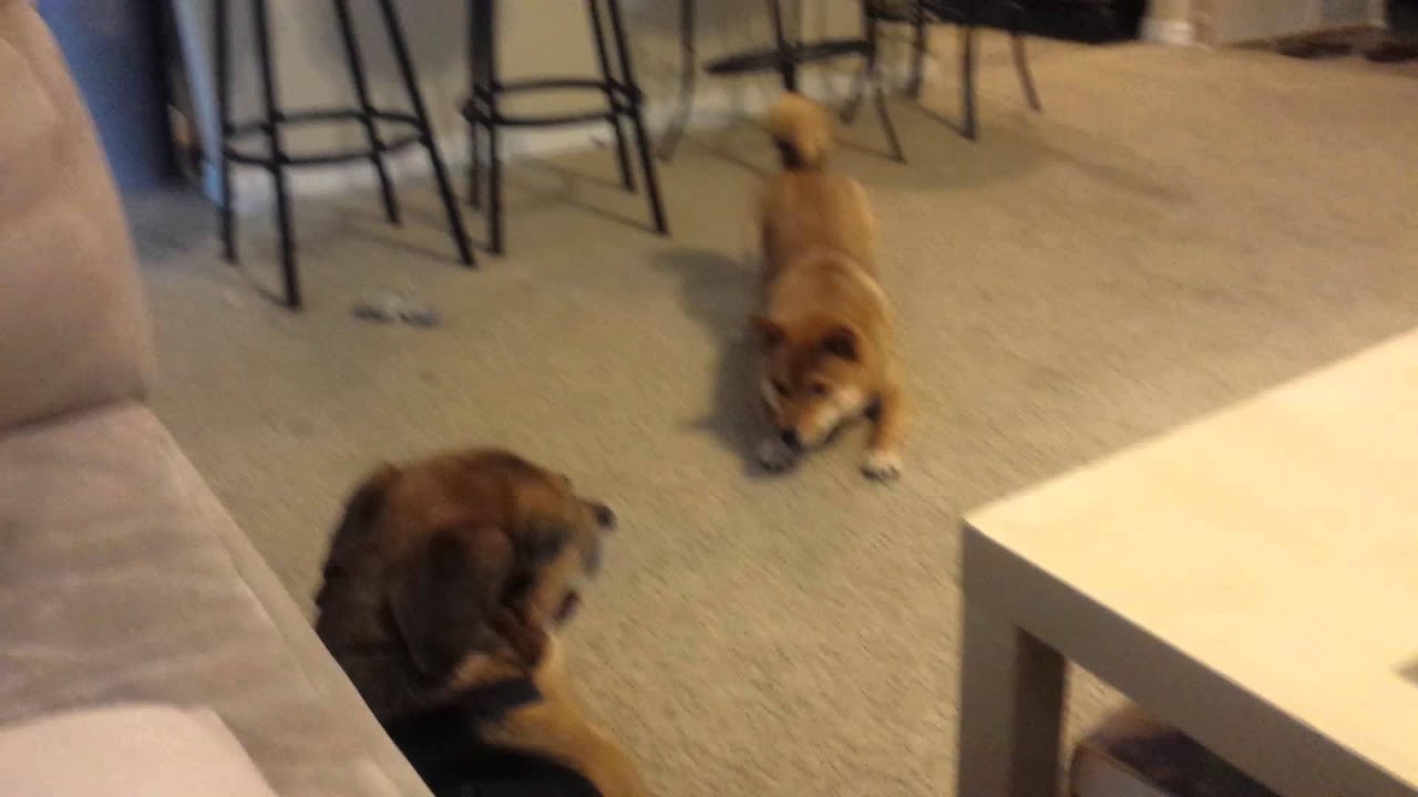 Shiba Inu playing - YouTube
