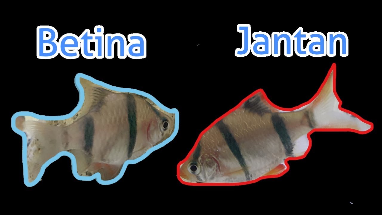 Cara membedakan ikan sumatra jantan dan ikan sumatra betina untuk ...