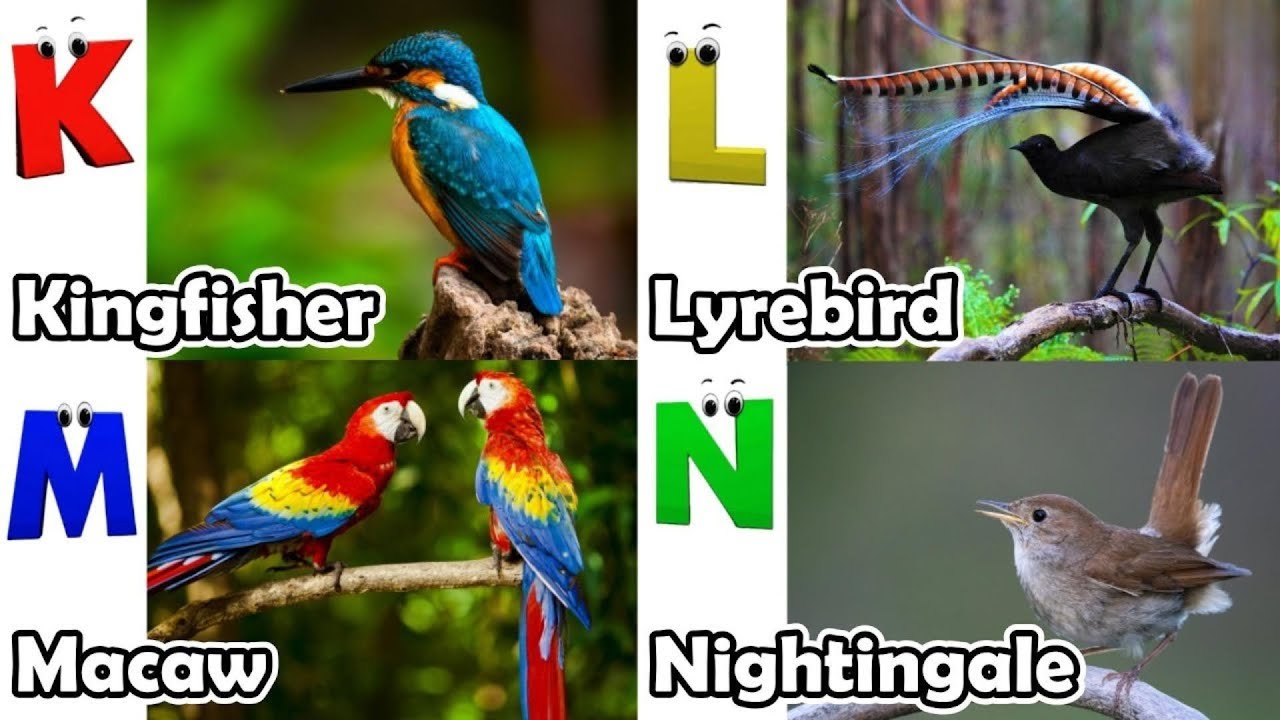 Birds Alphabet Song for Kids | Birds ABC Song | Phonics for Kids | Baby ...