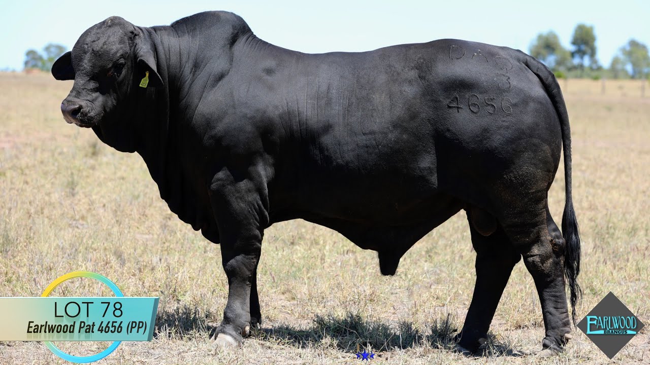 Lot 78 Earlwood Pat 4656 (PP) - YouTube