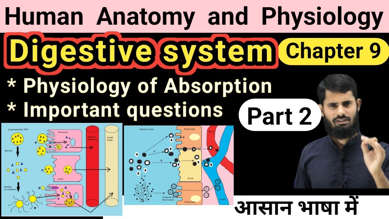 Physiology of absorption || types of absorption || hap chapter 9 part 2 ...