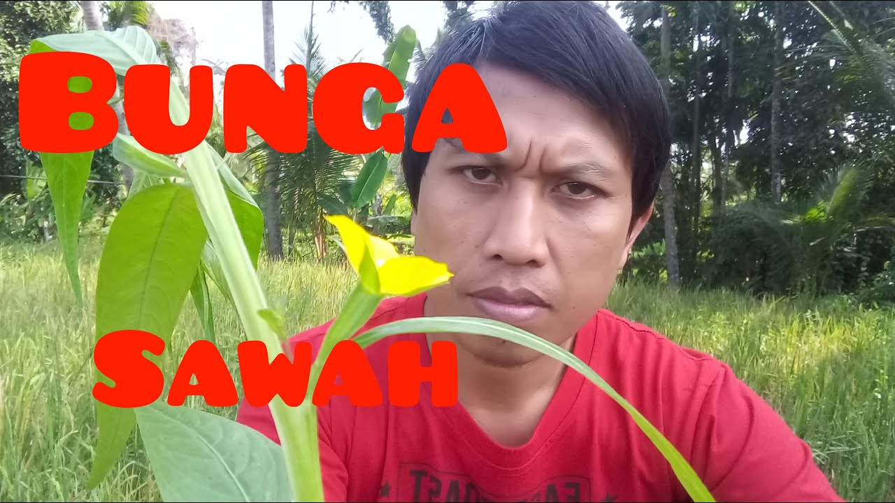 Bunga Parasit @sulipanorama - YouTube