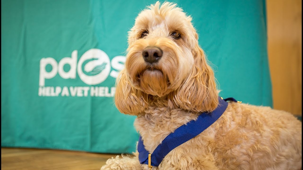Belfast Cockapoo receives PDSA Gold Medal for life-saving devotion ...
