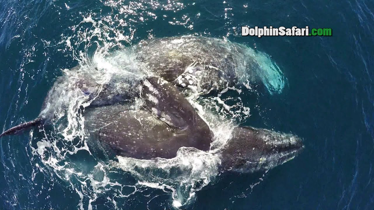 Drone Films Handicapped Whale Getting Romantic for Two Days off Dana ...