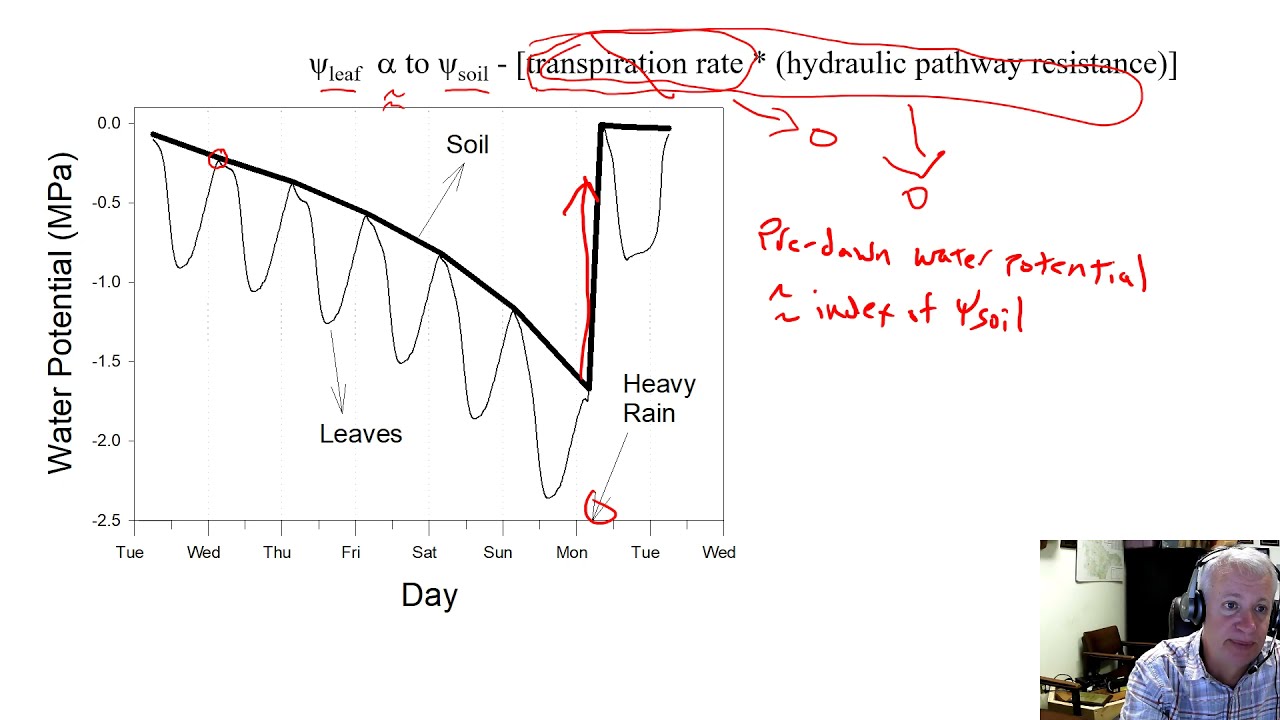 Water relations 2A - development of water potential gradients ...