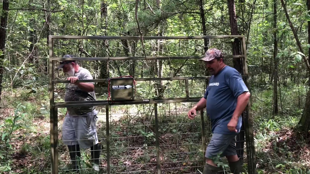 TRAPPING WILD HOGS - YouTube