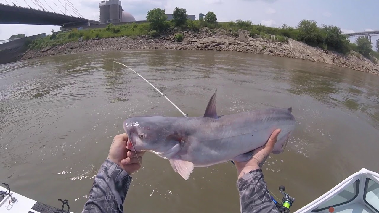 Chasin' Cats Mississippi River w/ Get Slimed Catfishing - YouTube