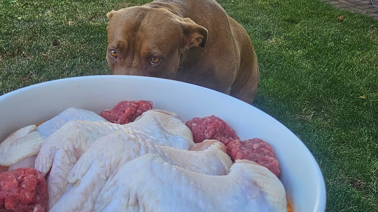 Dog Eats 4 Raw Chicken Wings & 1/2 Pound Of Ground Beef Over Smashed ...