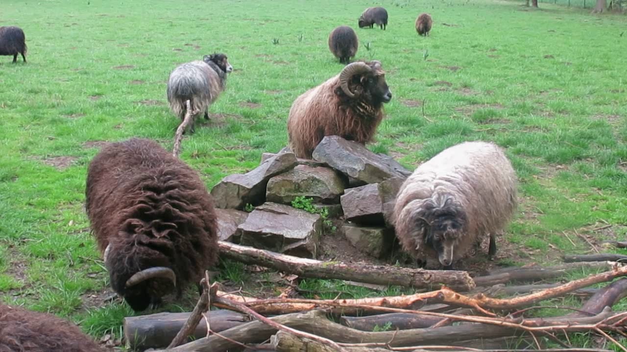 World's smallest sheep 'Who said I'm small!' - YouTube