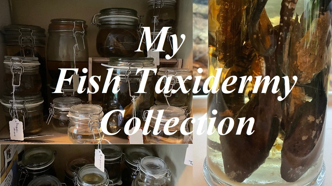 Tour of my Dead Fish Collection ~Taxidermy ~ Wet Specimens - YouTube