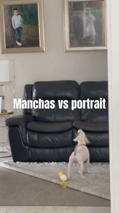 Manchas vs Portrait #doggielife #puppy #foryou #foryou #animallife #puppylife #foryou #reels # ...