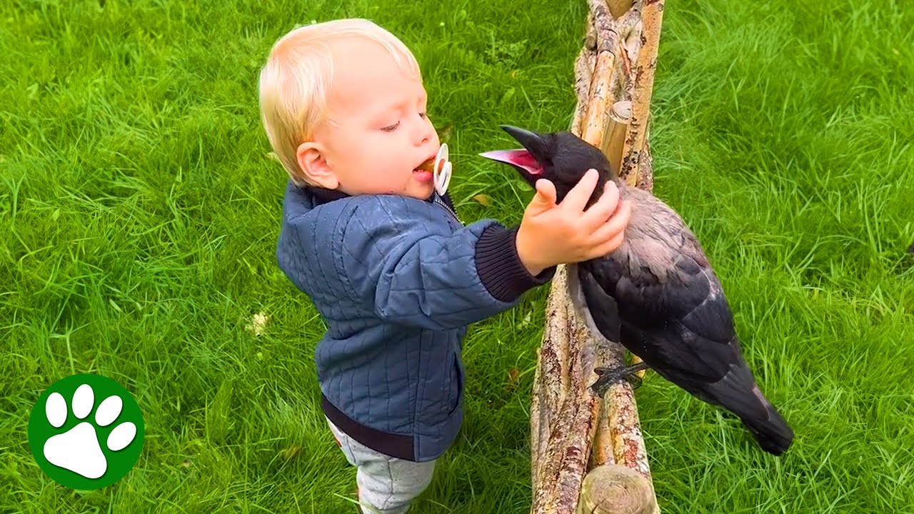 Toddler And Crow Are Best Friends - YouTube