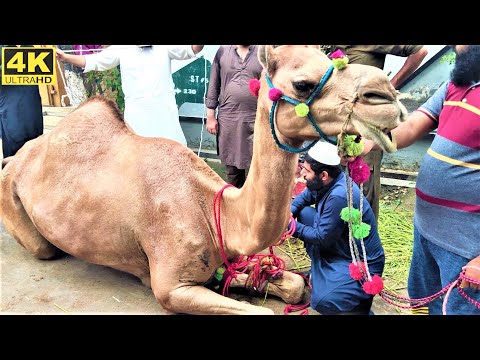 EID 1st Day Camel Qurbani 2022 In Pakistan Bakraqurbani.com by Just Articles