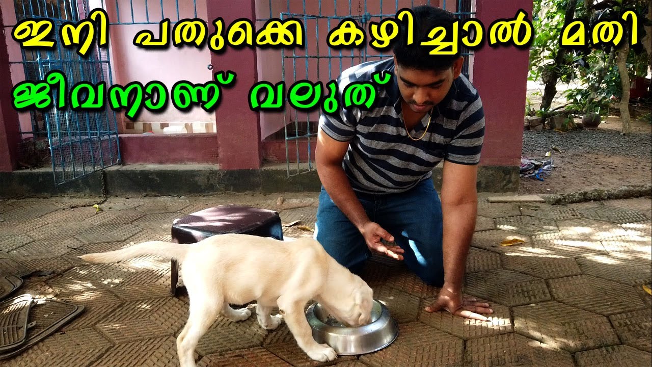 🙂🙂പതുക്കെ കഴിപ്പിക്കൂ :Tips for our Fast Eating Labrador Puppy ...