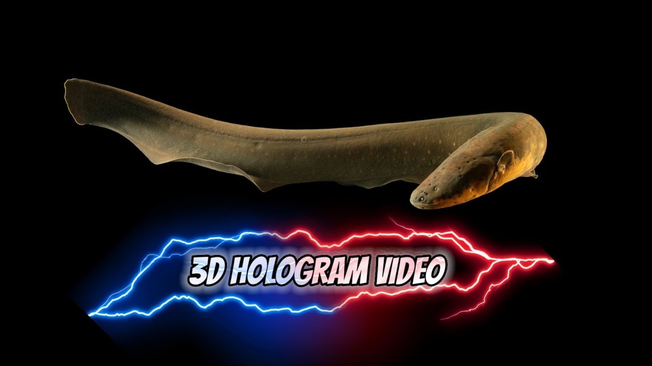 3d Hologram 180° video|| electrical fish in hologram slides - YouTube